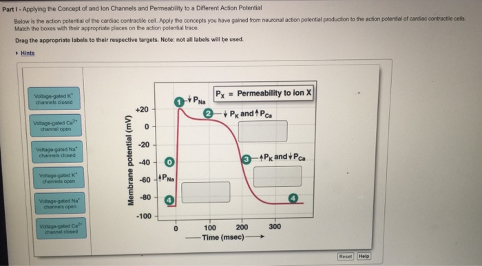 Solved Part I - Applying the Concept of and lon Channels and | Chegg.com