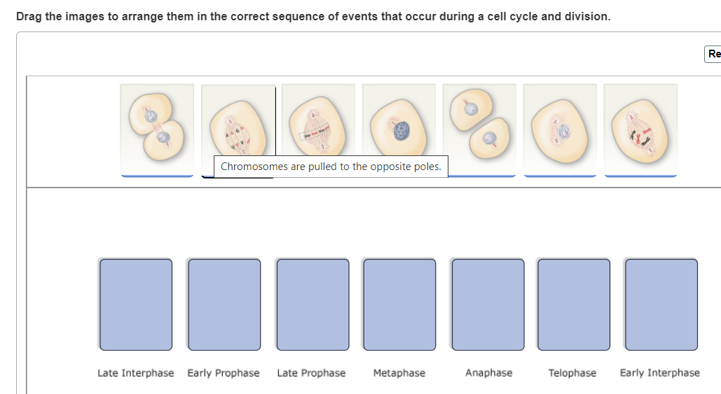 Solved Drag the images to arrange them in the correct | Chegg.com