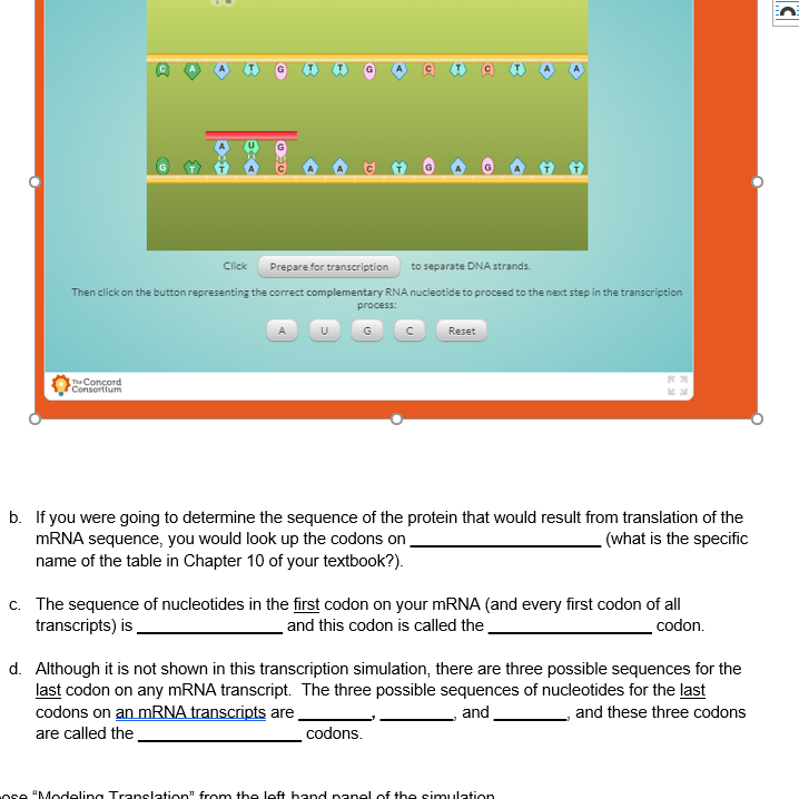 Solved Click Prepare for transcription to separate DNA | Chegg.com
