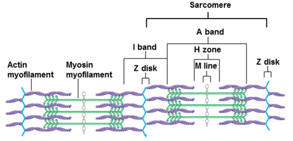 Solved In a sarcomere, cross-bridge attachment occurs | Chegg.com