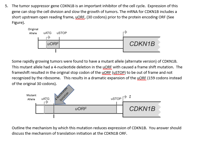Solved 5. The tumor suppressor gene CDKN1B is an important | Chegg.com