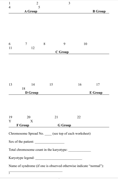 Worksheet 1 Karyotype of a normal human male Group B | Chegg.com