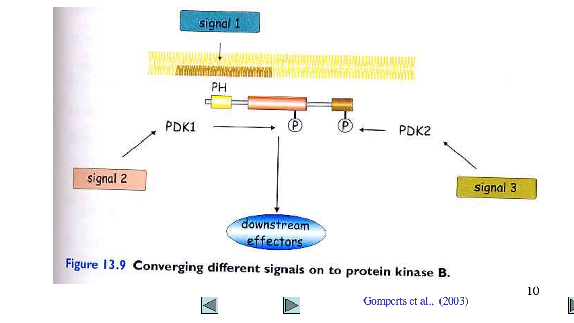 Solved Question: Describe how activation of PKB then can be | Chegg.com