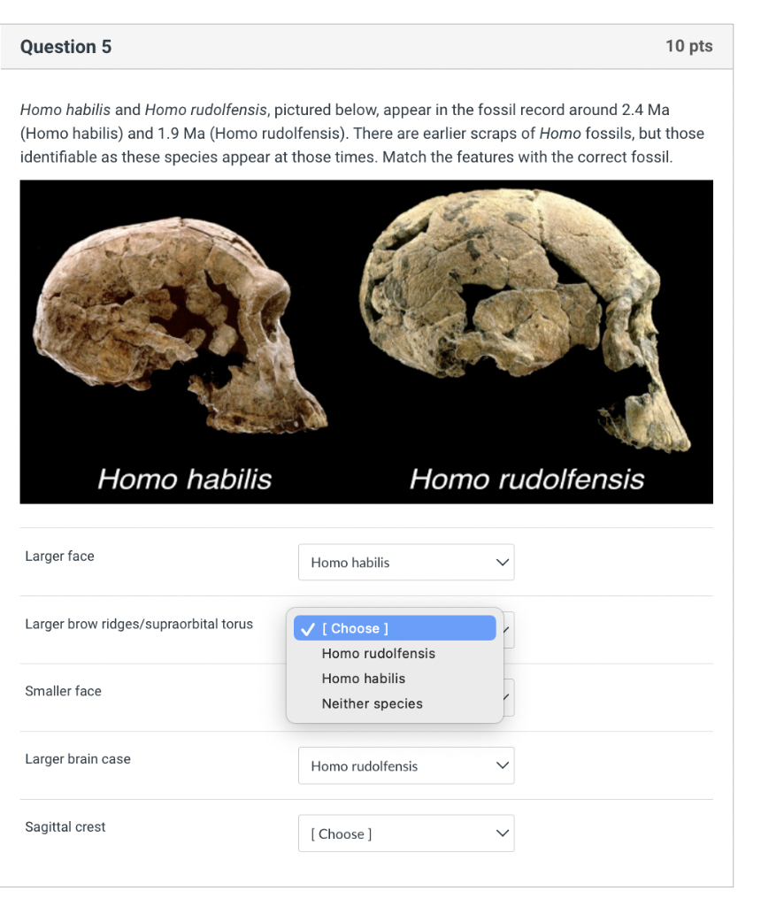 Solved Question 5 10 pts Homo habilis and Homo rudolfensis, | Chegg.com