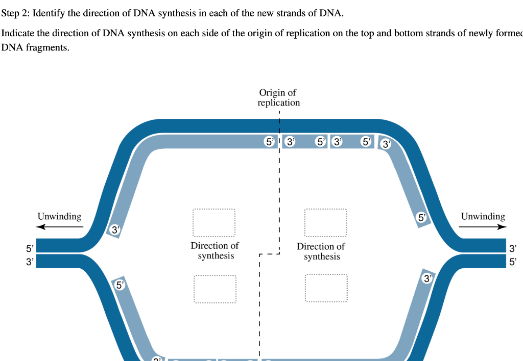 Directionality Of Dna
