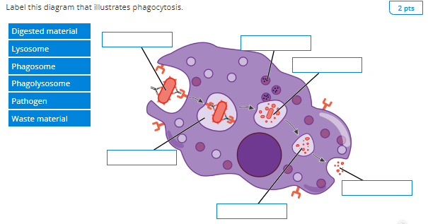 Solved Label this diagram that illustrates phagocytosis. | Chegg.com