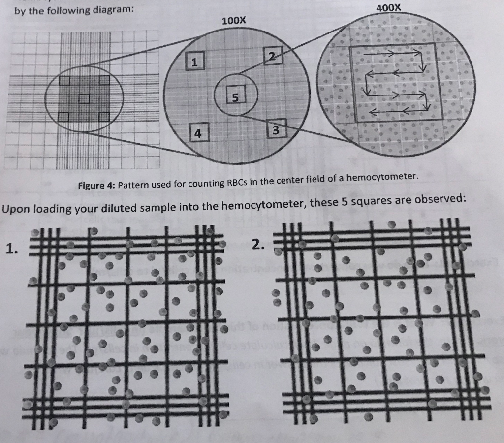 Count the white blood cells in a Hemocytometer. Cells | Chegg.com