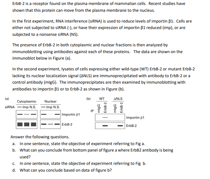 Solved ErbB-2 is a receptor found on the plasma membrane of | Chegg.com