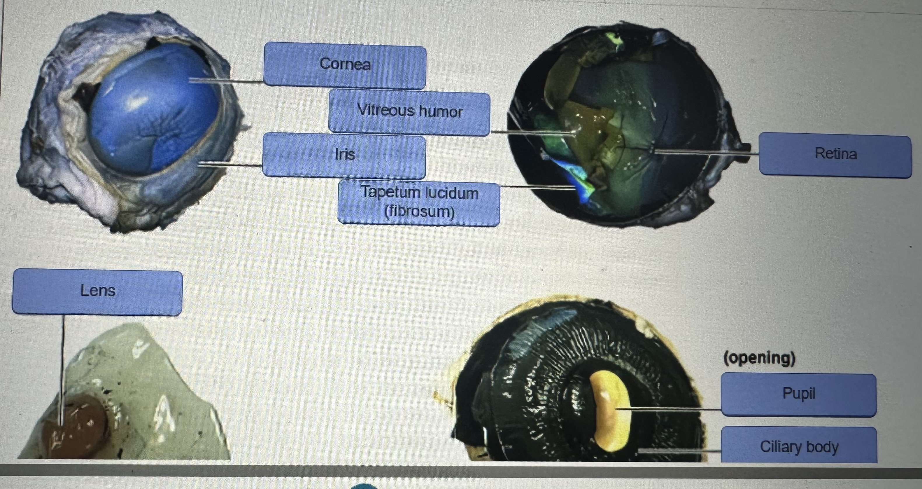 Previous Answers Request Answer Incorrect; Try Again; | Chegg.com
