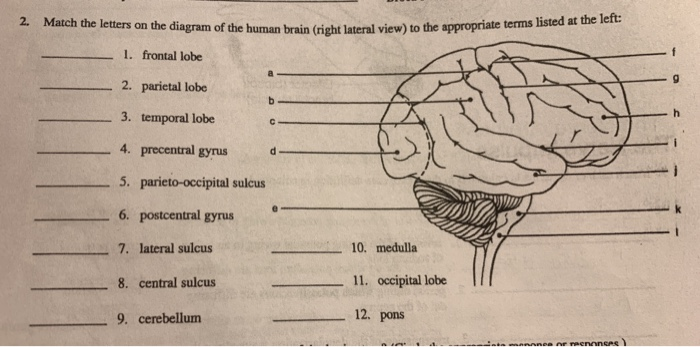 Match the Letters on the Diagram of the Human Brain