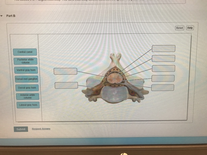 Solved Exercise 24 Review & Practice Sheet: The Spinal Cord, | Chegg.com