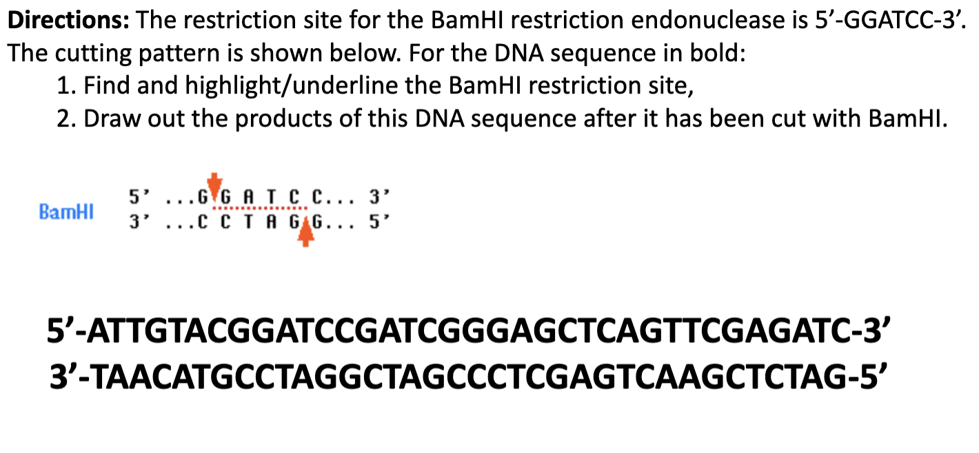 Solved Directions: The restriction site for the BamHl | Chegg.com