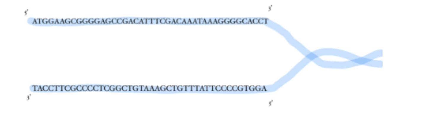 Solved 1. ﻿Using the provided DNA template strand, what | Chegg.com