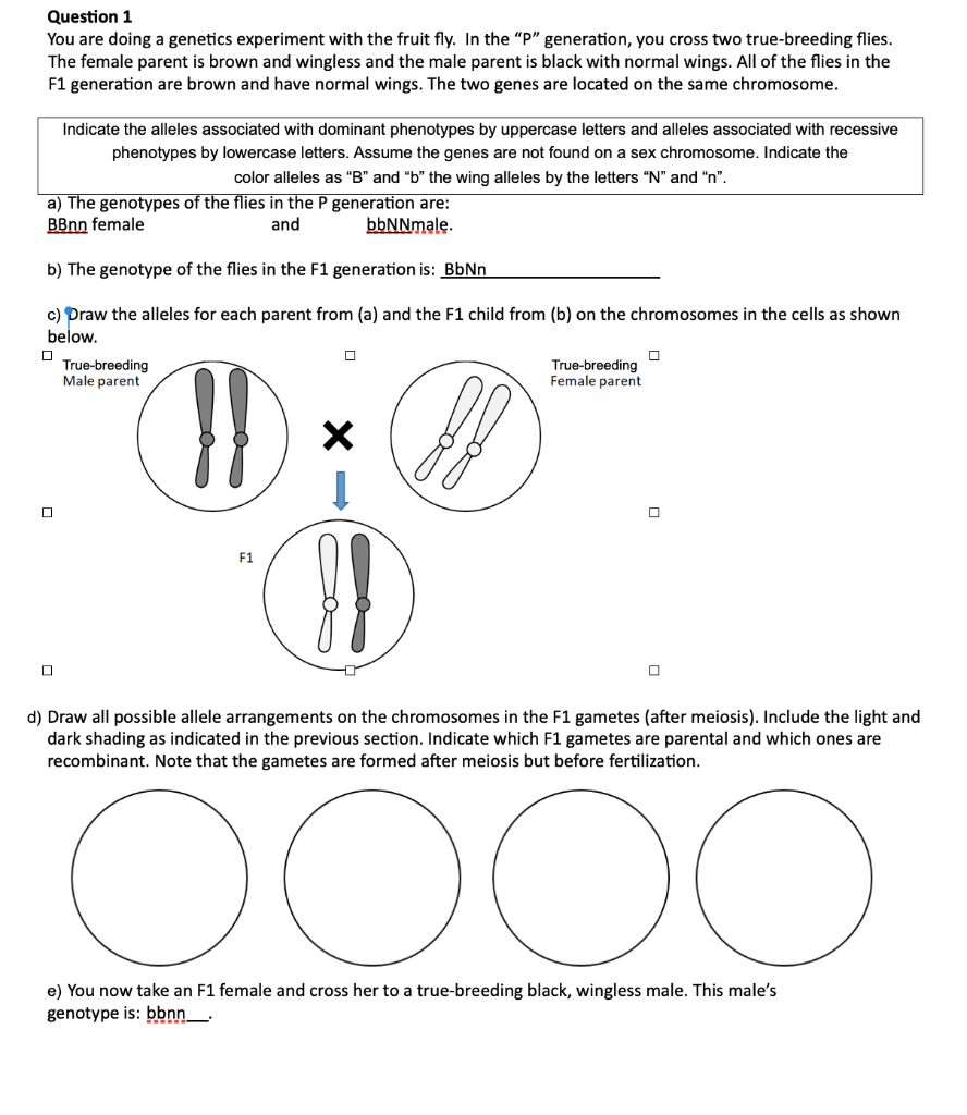 Solved Question 1 You are doing a genetics experiment with | Chegg.com
