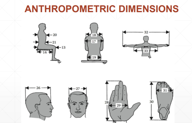 Question 1 (30 points): Anthropometric Design of a | Chegg.com