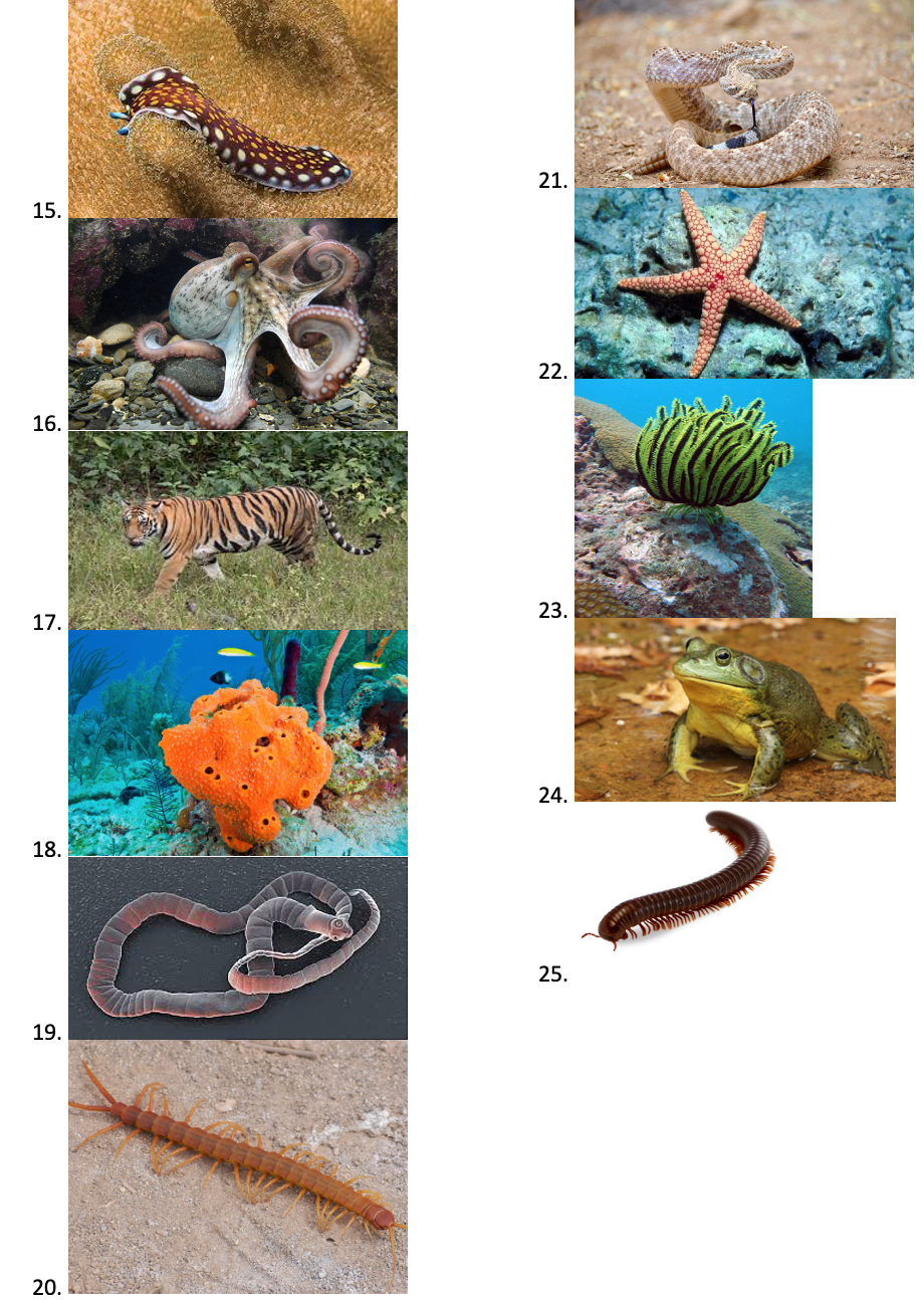 Solved Using the dichotomus key, find the animal phyla and | Chegg.com