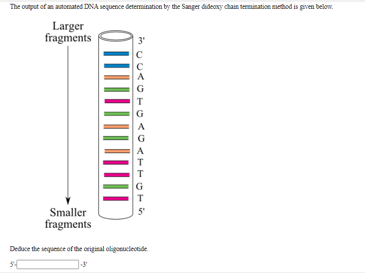 Solved The output of an automated DNA sequence determination | Chegg.com