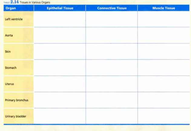 Solved 4 Fill in the blanks using your model and/or cadaver | Chegg.com