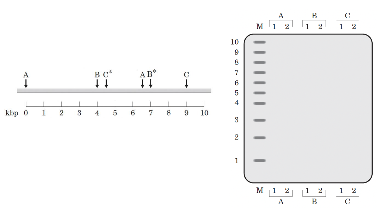 Solved DNA is extracted from the blood cells of two | Chegg.com