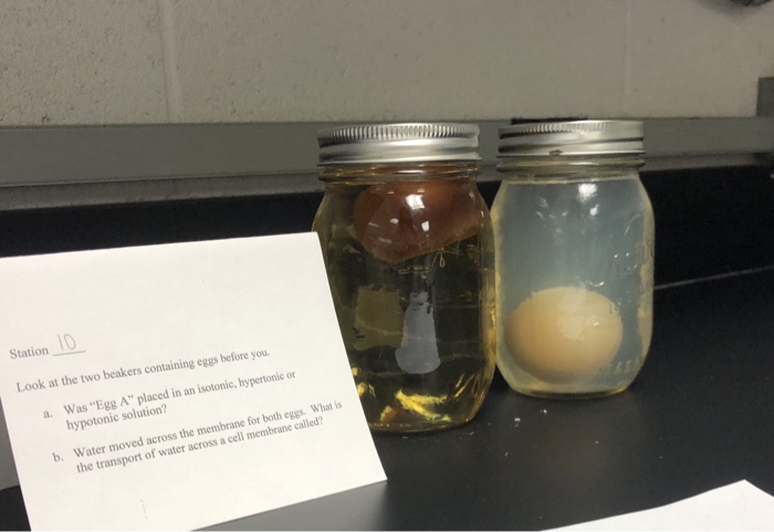 Hypertonic Egg