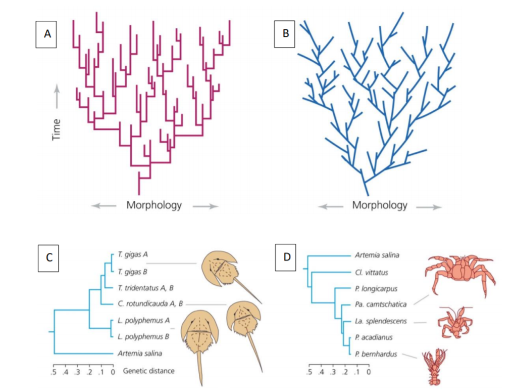 Solved 26) Figure A depicts the macro-evolutionary | Chegg.com