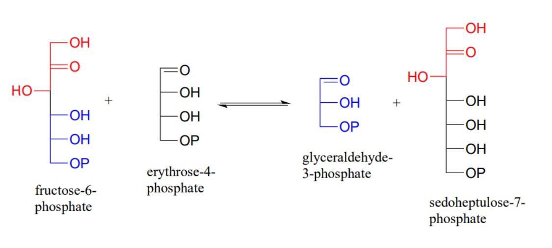 Solved Sugar-interconverting transaldol reactions play an | Chegg.com