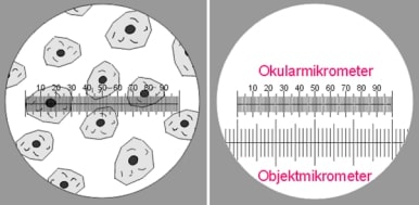 Solved Determine the size of the cells (4 ﻿cells) ﻿using a | Chegg.com