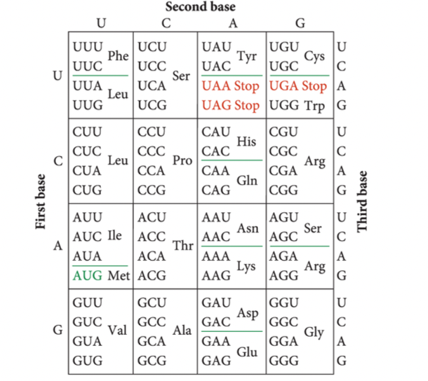 Solved During translation amino acids are incorporated into | Chegg.com