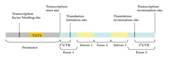 Solved The diagram above displays a region of a | Chegg.com