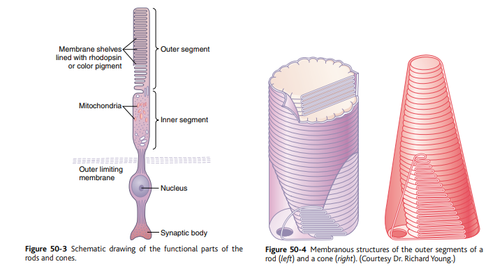 Solved Pigmented layer 11 1 Rod Cone Distal Cone Outer | Chegg.com