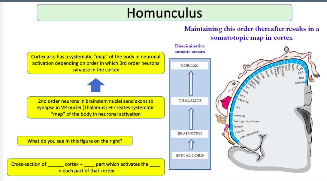 Homunculus Maintaining this order thereafter results | Chegg.com