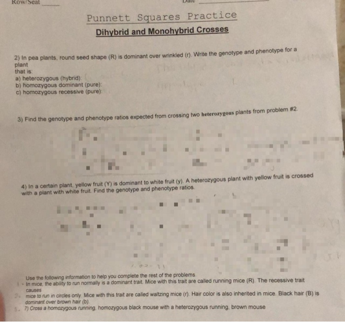 Punnett Square Practice: Monohybrid Mice Ansers - 2 - apieceoflaundry