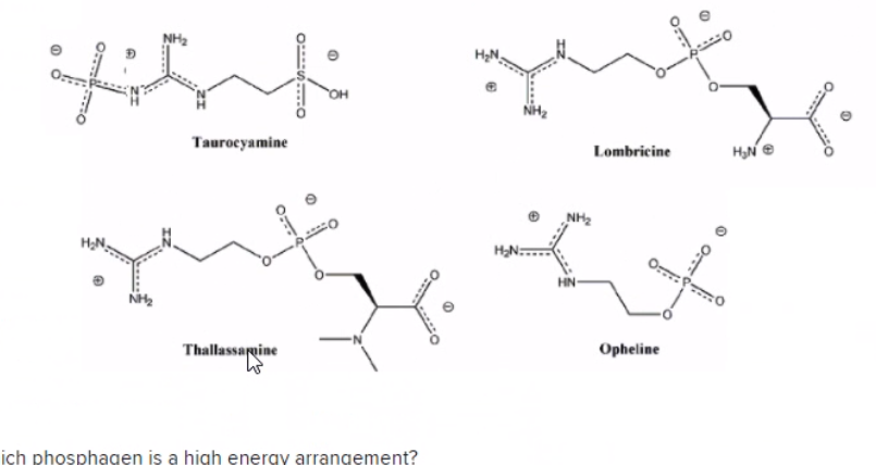 e тон Taurocyamine Lombricine HUN HAN HN- HIN NH | Chegg.com