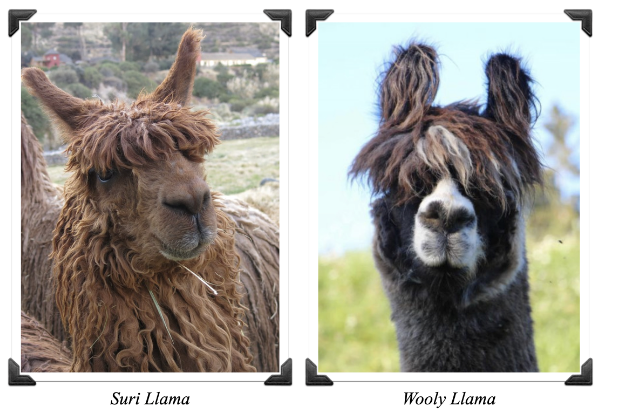 Solved Above are images of two different breeds of llamas - | Chegg.com