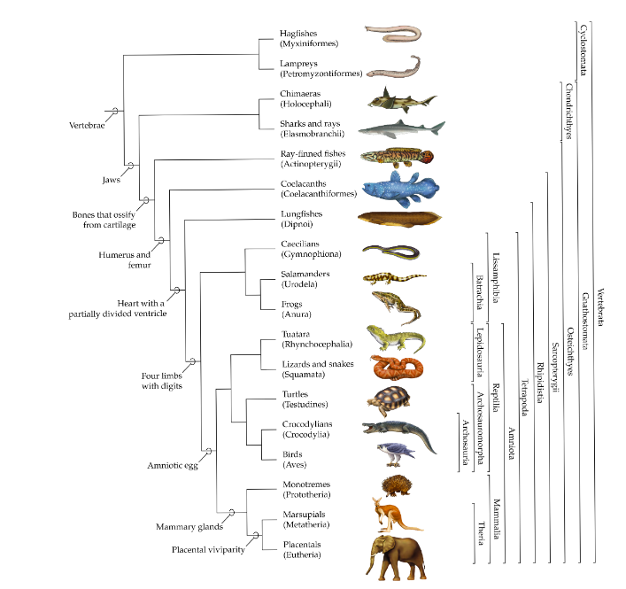 Solved Use figure 1.2 from the book to answer the following | Chegg.com