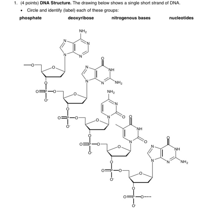 Solved 1. (4 points) DNA Structure. The drawing below shows | Chegg.com
