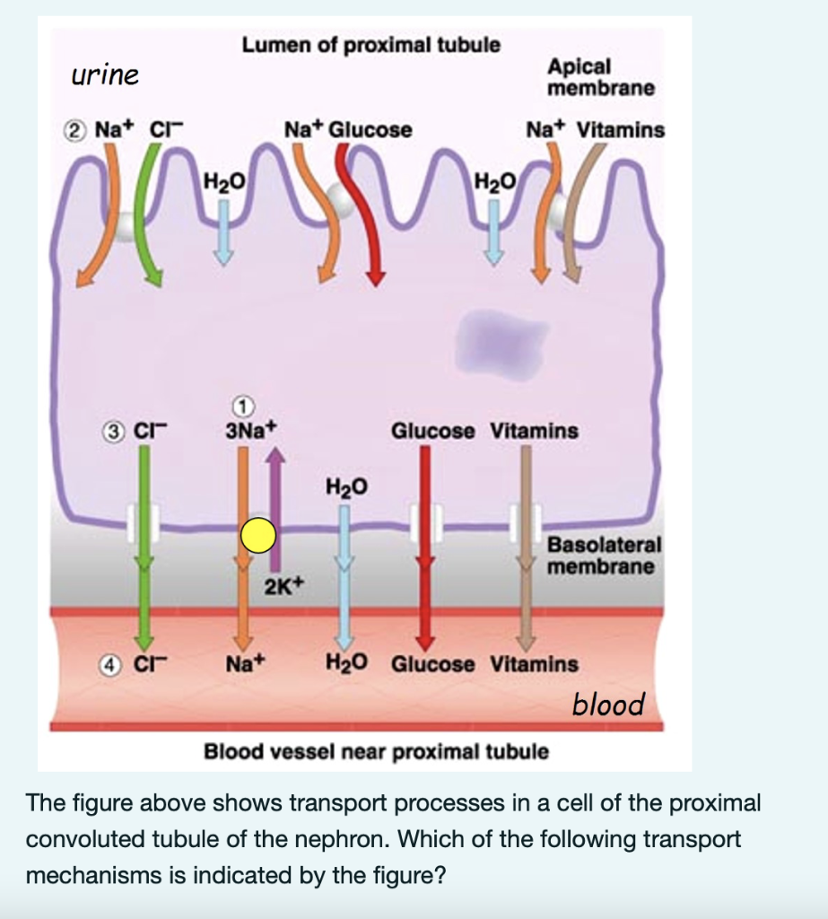 Proximal Convoluted Tubule Transport
