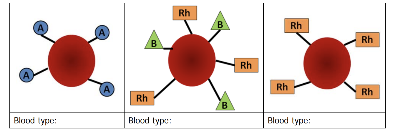 Solved Using the cartoons below, write out the complete | Chegg.com