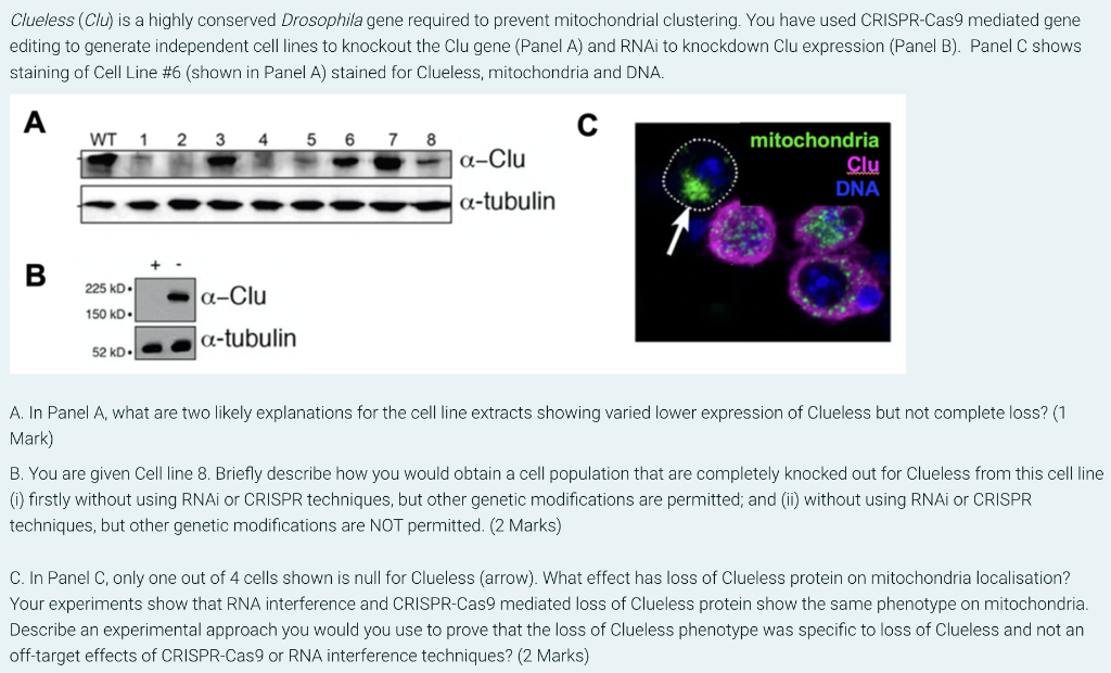 Solved Clueless (C/u) is a highly conserved Drosophila gene | Chegg.com
