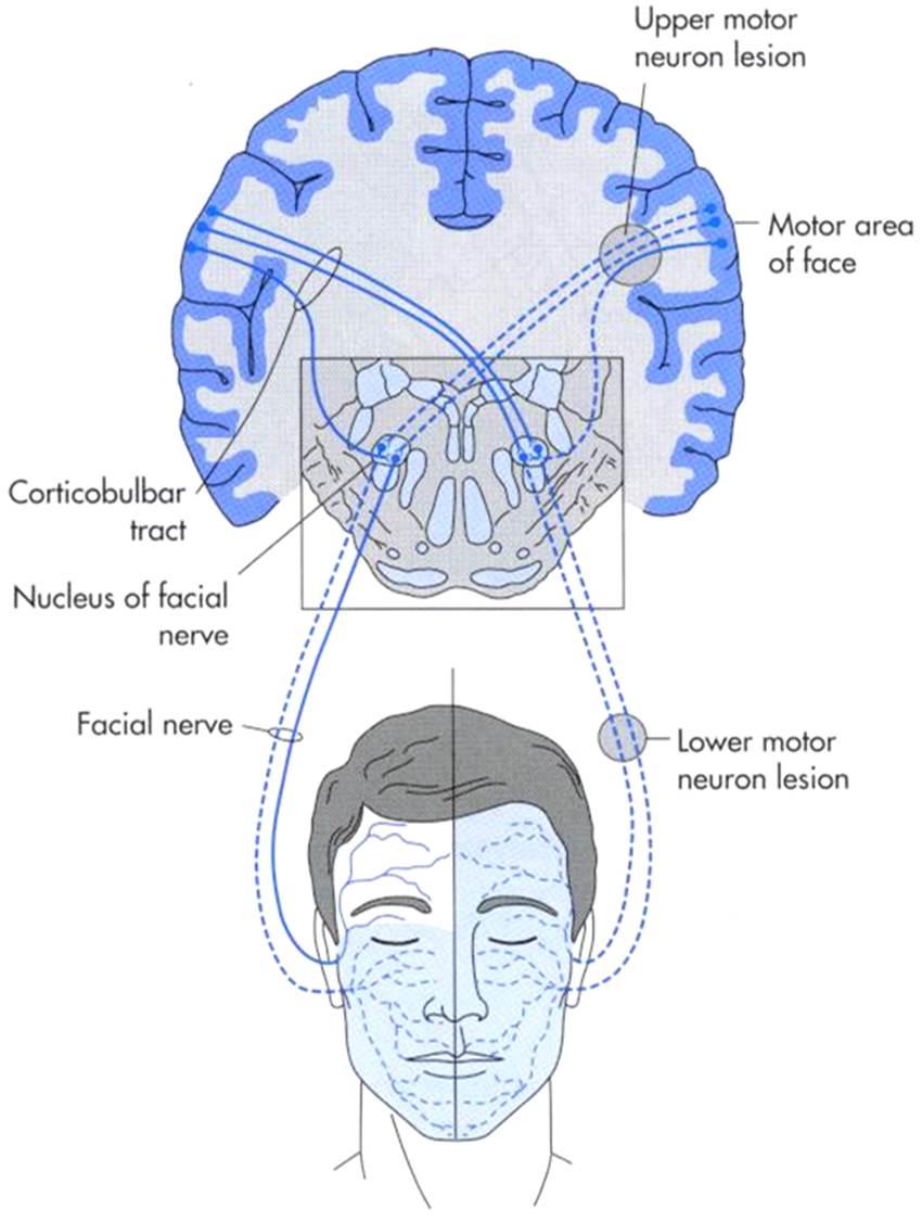 Corticobulbar Tract
