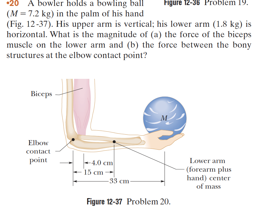 Solved •20 A bowler holds a bowling ball Figure 12-36 | Chegg.com