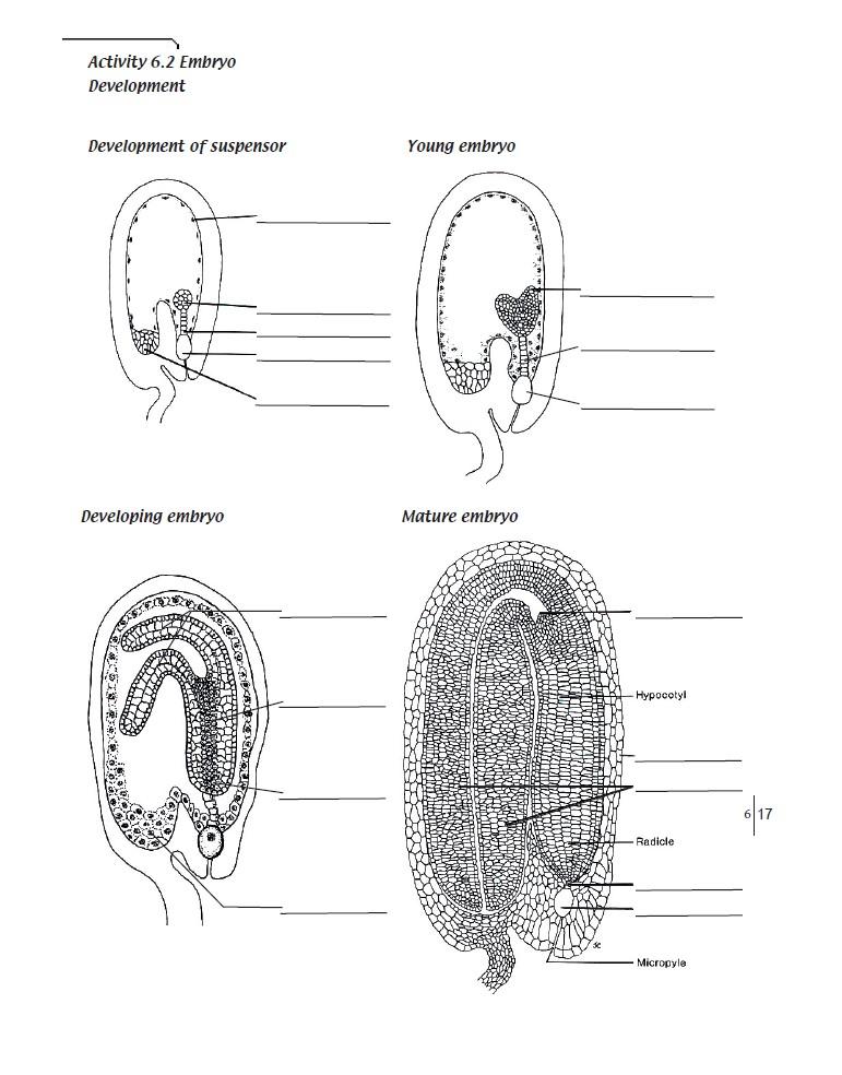 Solved Activity 6.2 Embryo Development Development of | Chegg.com