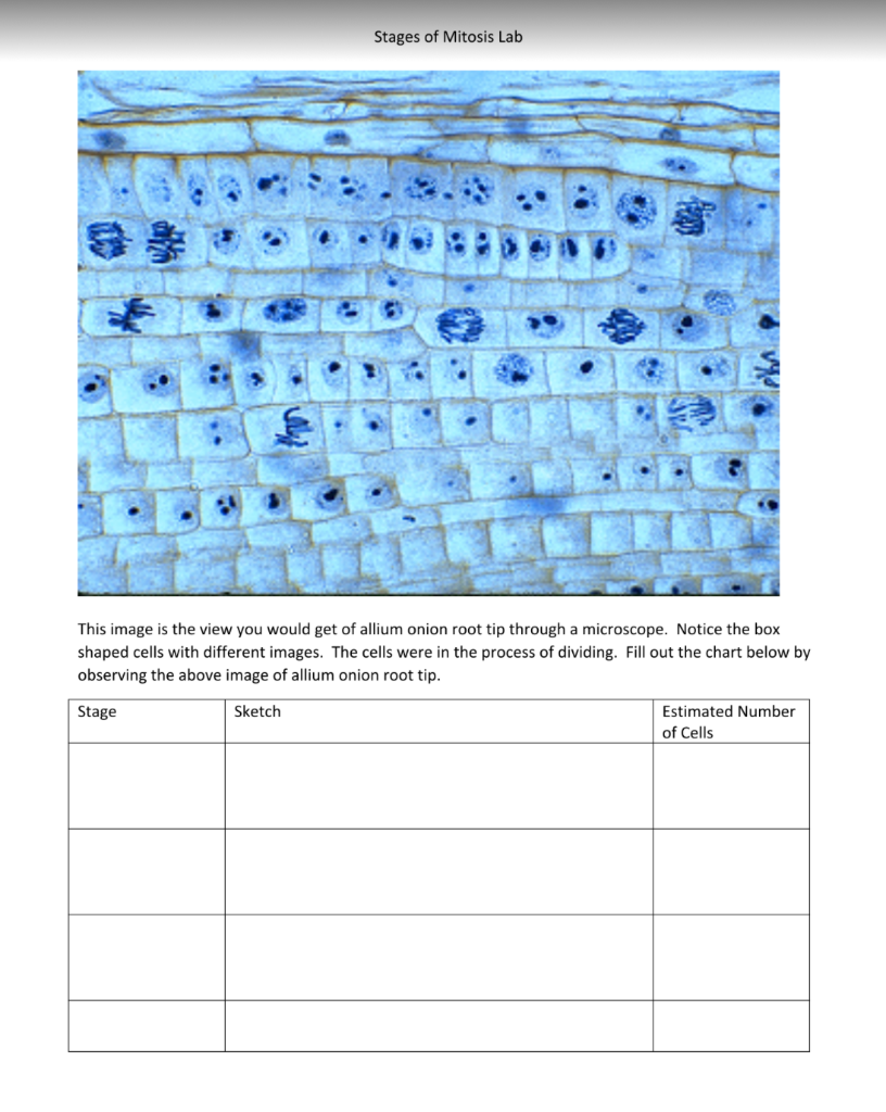 Solved Stages of Mitosis Lab This image is the view you | Chegg.com
