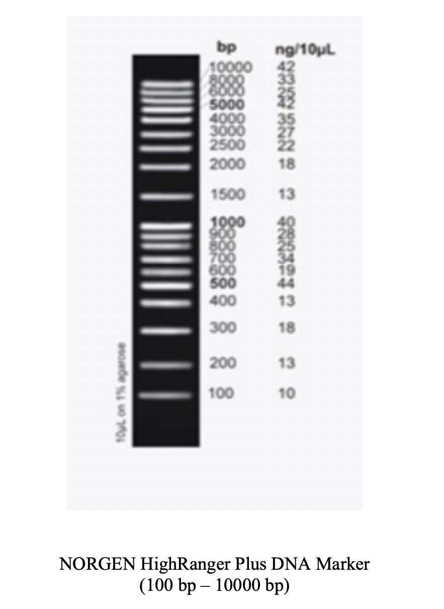 Solved From this PCR data set please provide the number of | Chegg.com