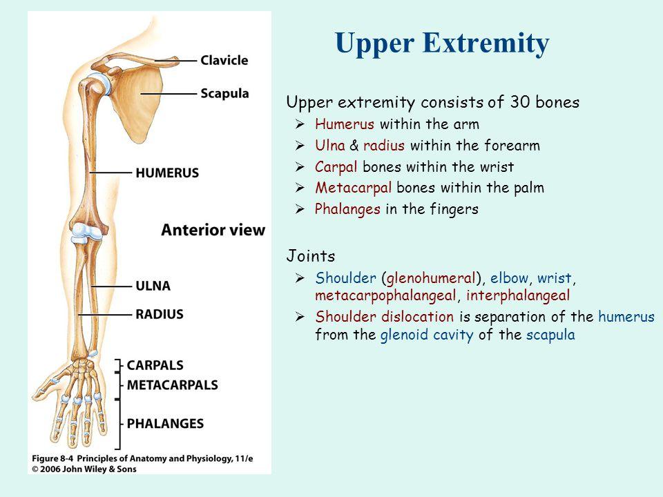 Appendicular Skeleton Upper Limb