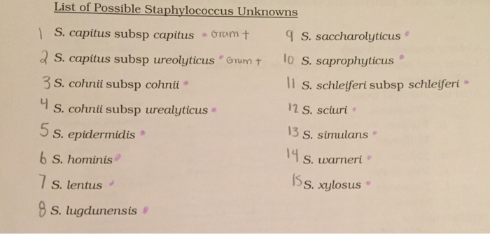 Solved List of Possible Staphylococcus Unknowns S. capitus | Chegg.com