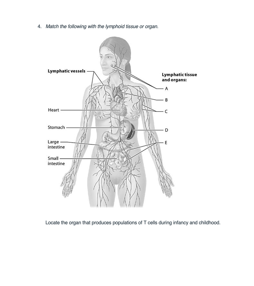 Solved трт, 1. State the basic functions of the lymphatic | Chegg.com