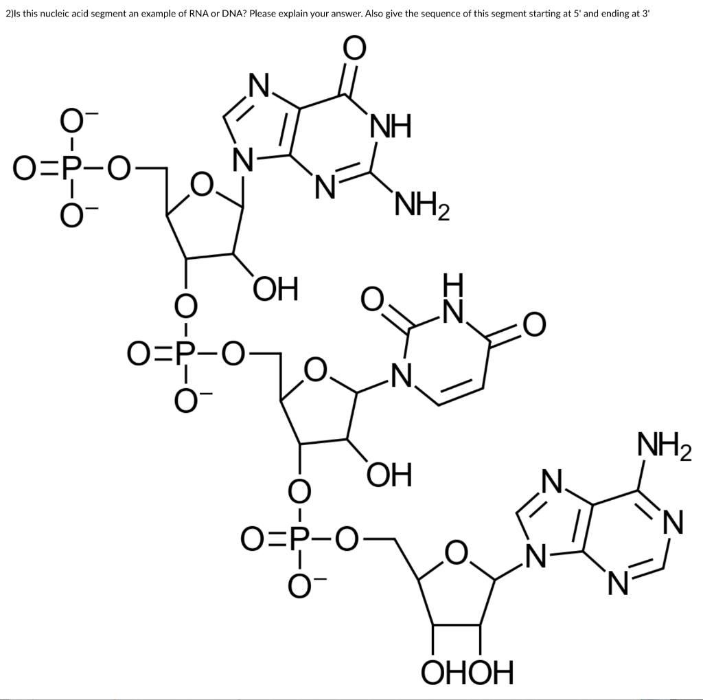 Solved 2)Is this nucleic acid segment an example of RNA or | Chegg.com