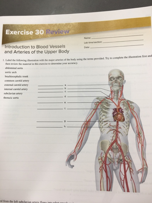 Solved Exercise 30 Review Name Lab time/section: Date | Chegg.com