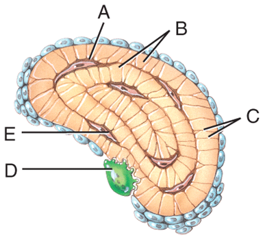 Solved Which labeled structures in the figure are laguna. | Chegg.com